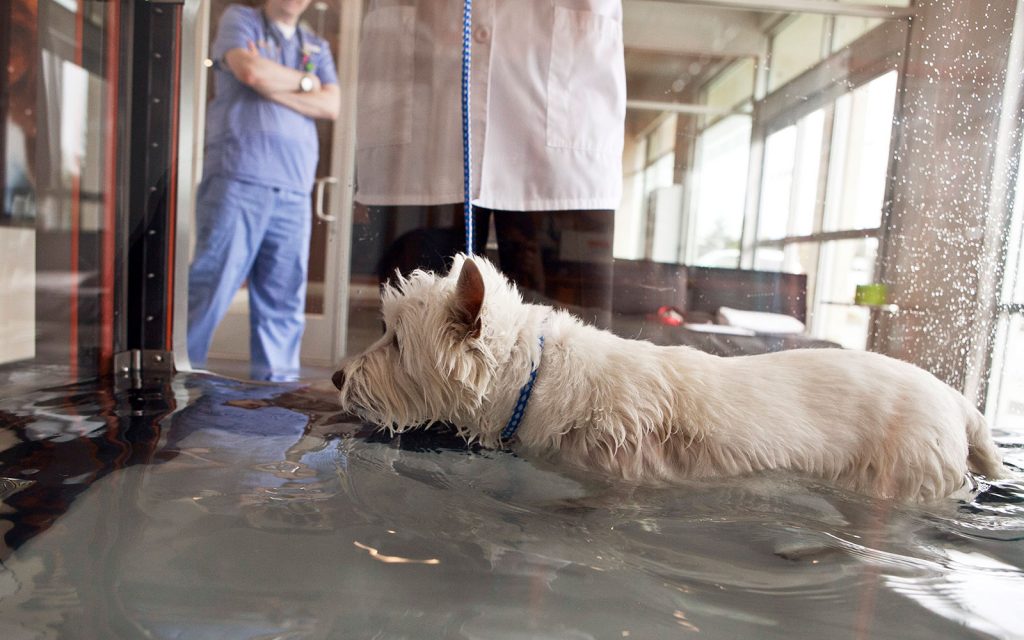 Advanced Veterinary Hydrotherapy at Animal Emergency & Specialty ...
